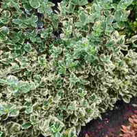 Azarero disciplinado