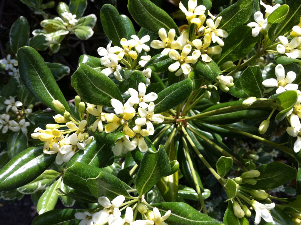 Azarero Pitosporum Tobira