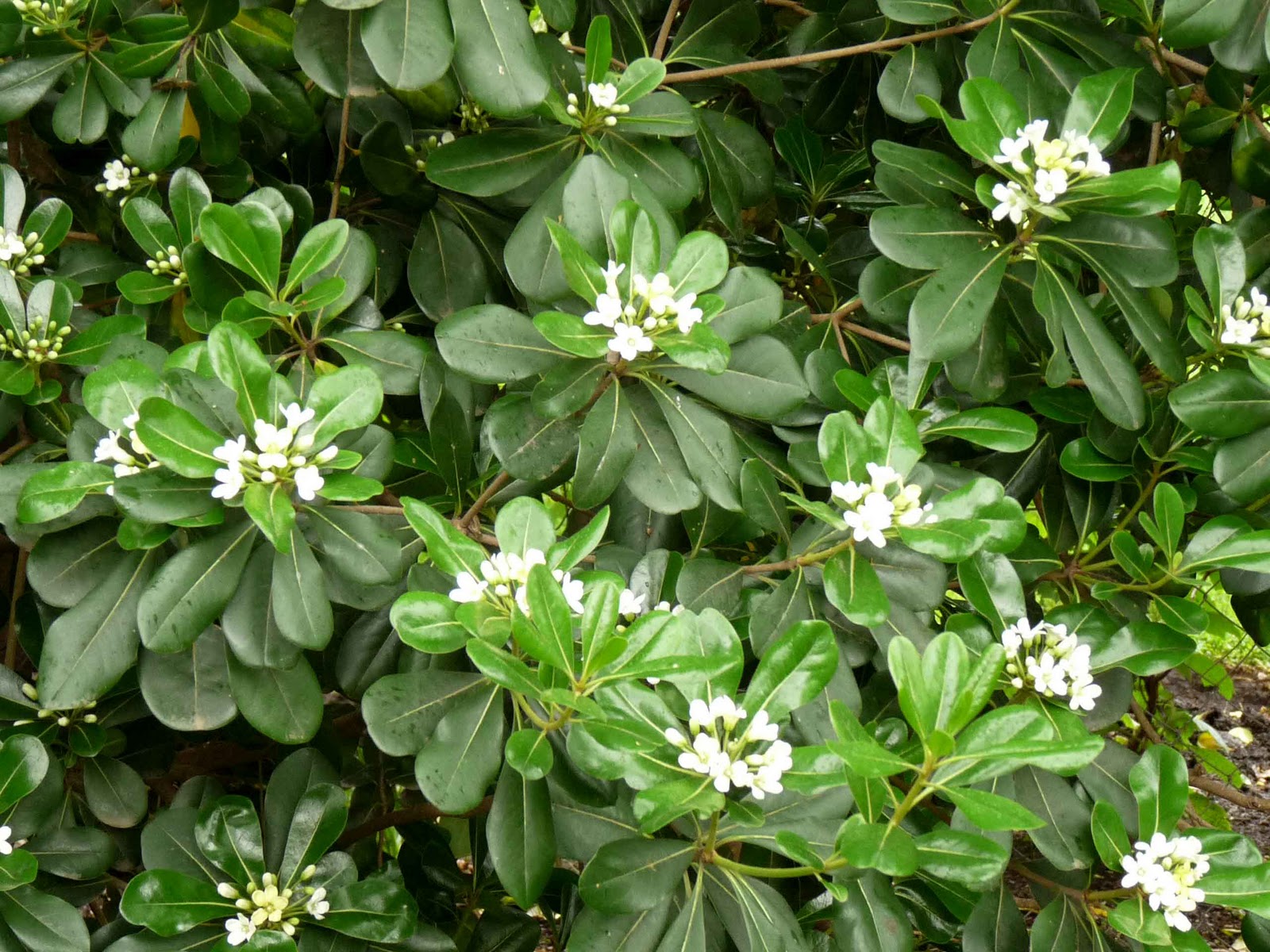Azarero Pitosporum Tobira