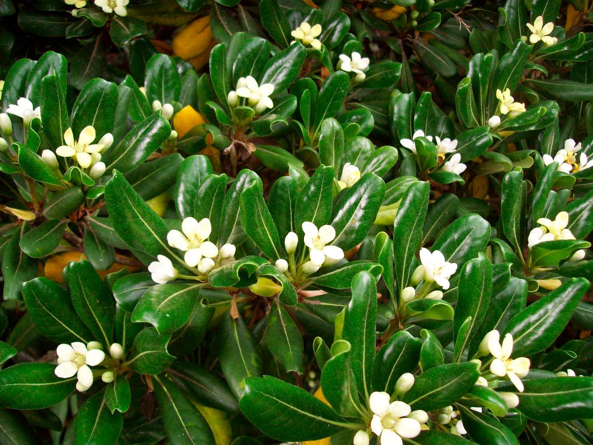 Azarero Pitosporum Tobira