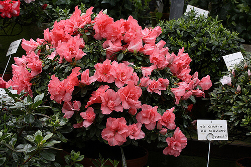 Azaleas de exterior