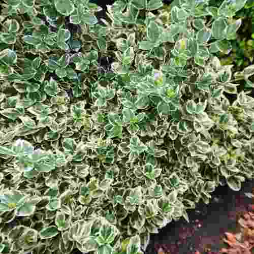 Azarero disciplinado