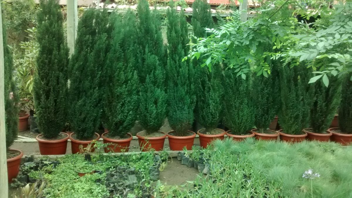 Budi (Terrón 10 Lts)