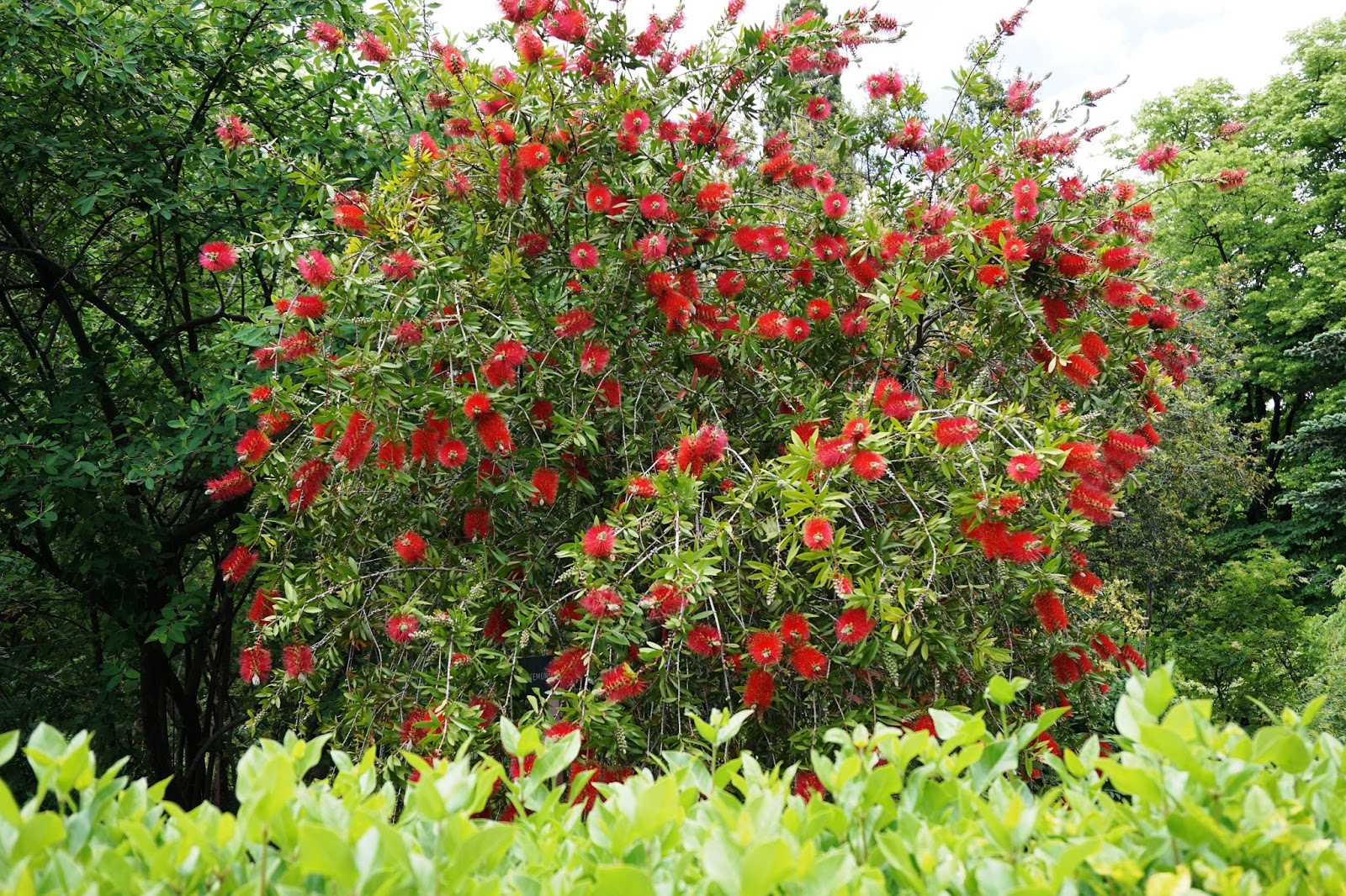 Calistemo Arbolito (Env. 7 Lts)