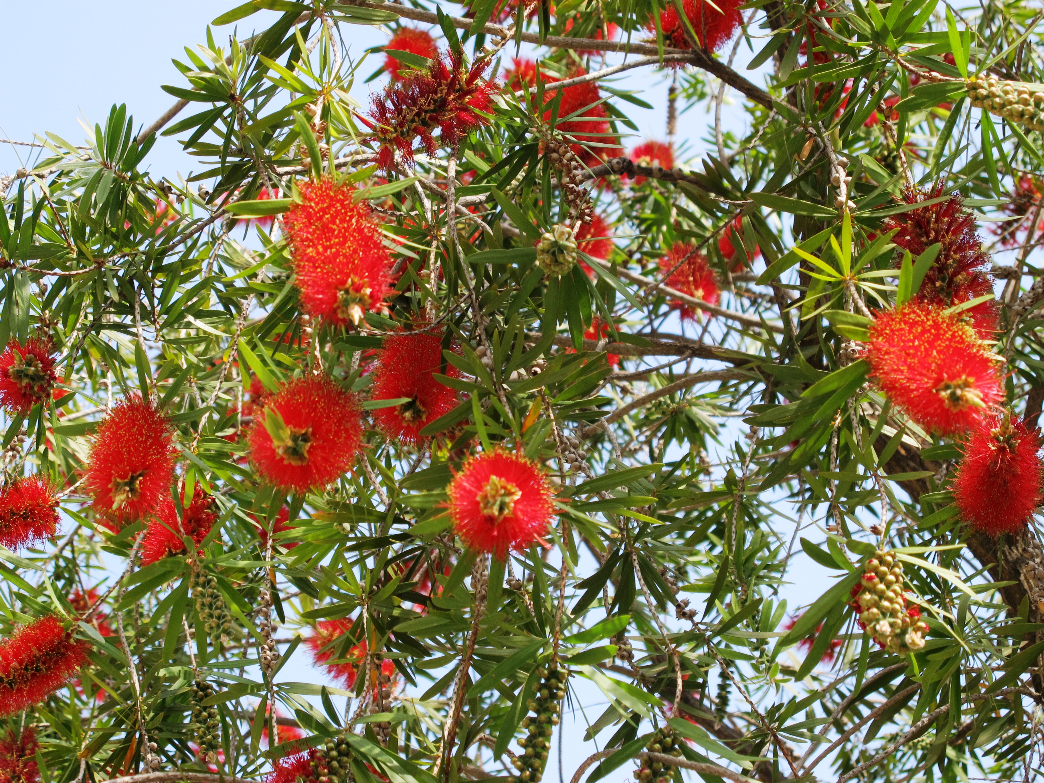 Calistemo Arbolito (Env. 7 Lts)