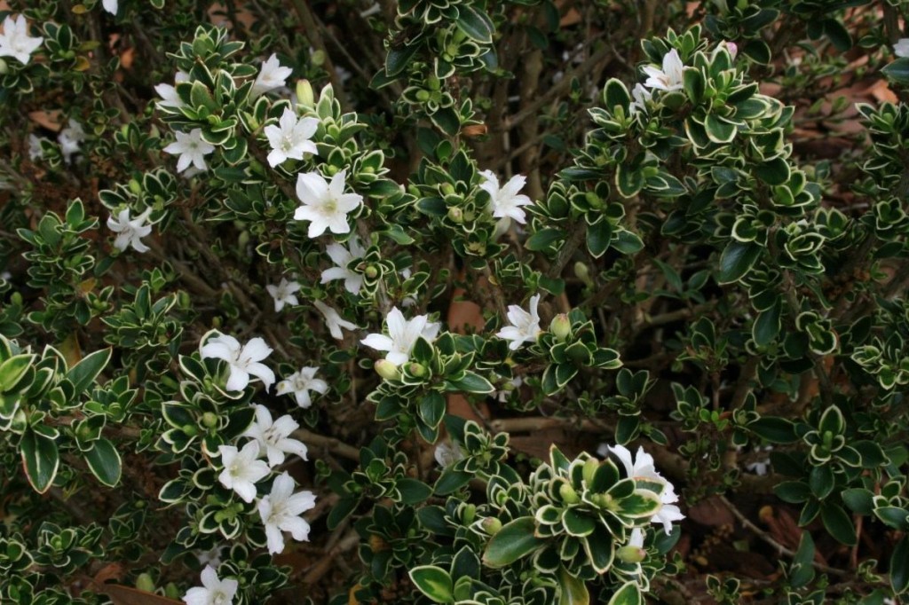 Serissa
