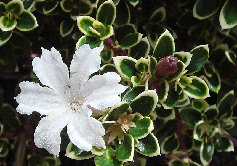 Serissa