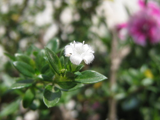 Serissa