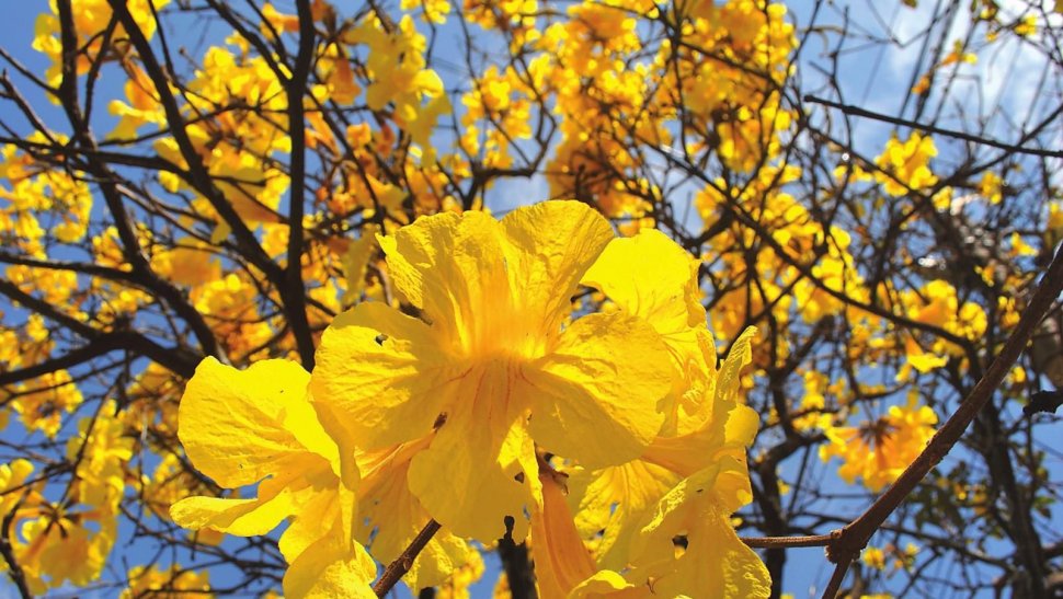 Lapacho Amarillo