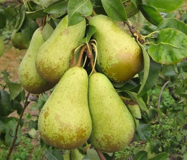 Peral